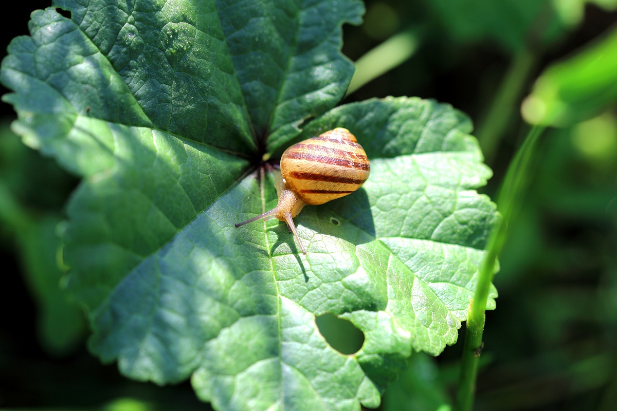 VISITE À LA MAISON ROYER - LES HERBIERS | LES HERBIERS